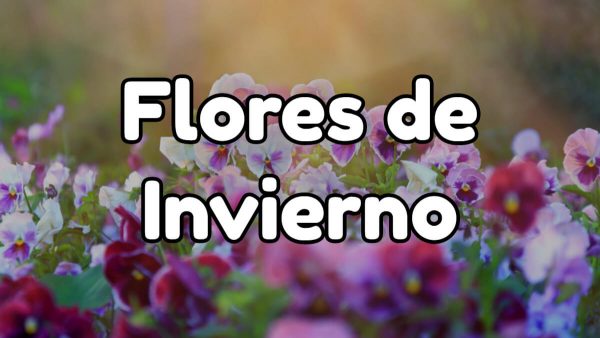 Flores de Invierno | Increíblemente Resistentes 【Fotos y Nombres】