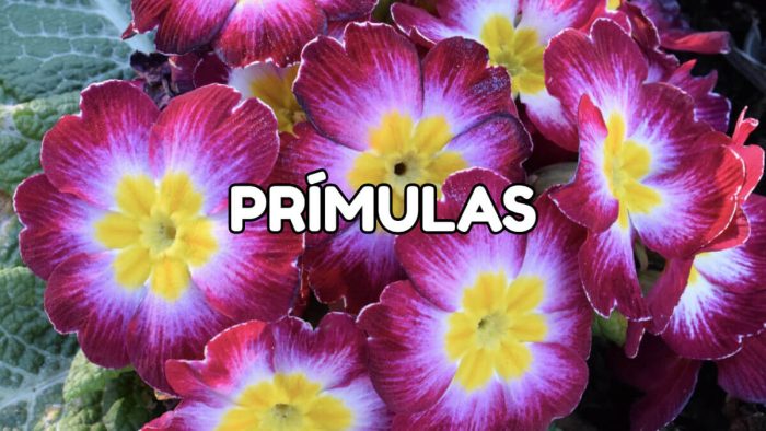 10 Flores de Primavera más Increíbles【 Incluye Fotos y Nombres